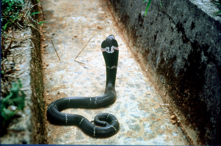 Common Cobra ( Naja naja atra )